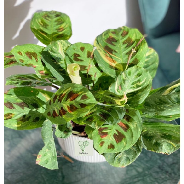 Maranta Calathea "VARIEGATED"NEWLY HYBRID" Rabbit Foot Holland Imported ...