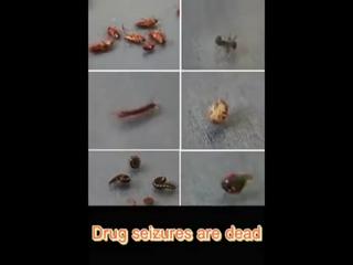 bed bug killer spray 500ML harmless to human body bedbug surot killer ...