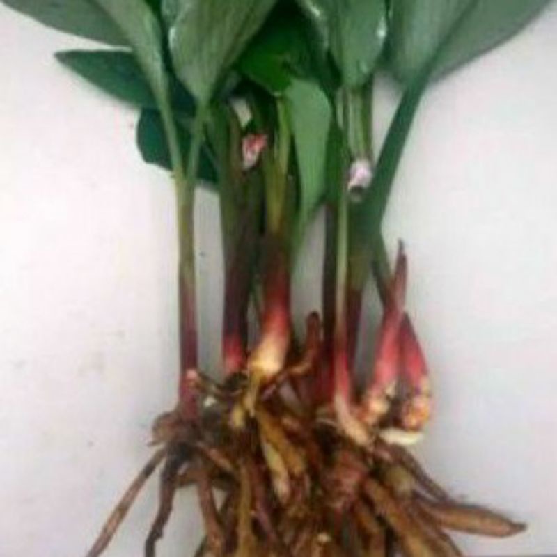 Key temu seedlings 2 trees | Shopee Philippines