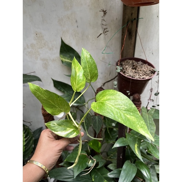 Rare Epipremnum Aurea & Eppi Albo, Eppi Mint & Var Cebu Blue | Shopee ...