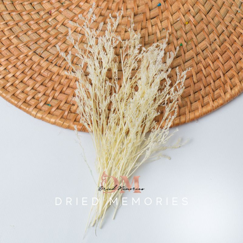 Dried Small Misty Preserved Real Dried Flowers Gift Wedding Party Home ...
