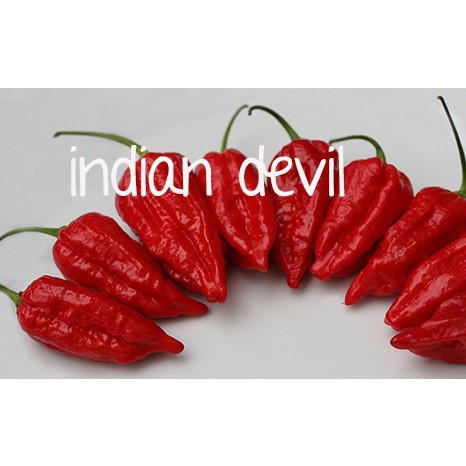 indian devil chili pepper peppers seeds | Shopee Philippines