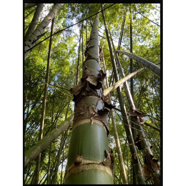 24PCS.IRON BAMBOO/Guadua Bamboo | Shopee Philippines