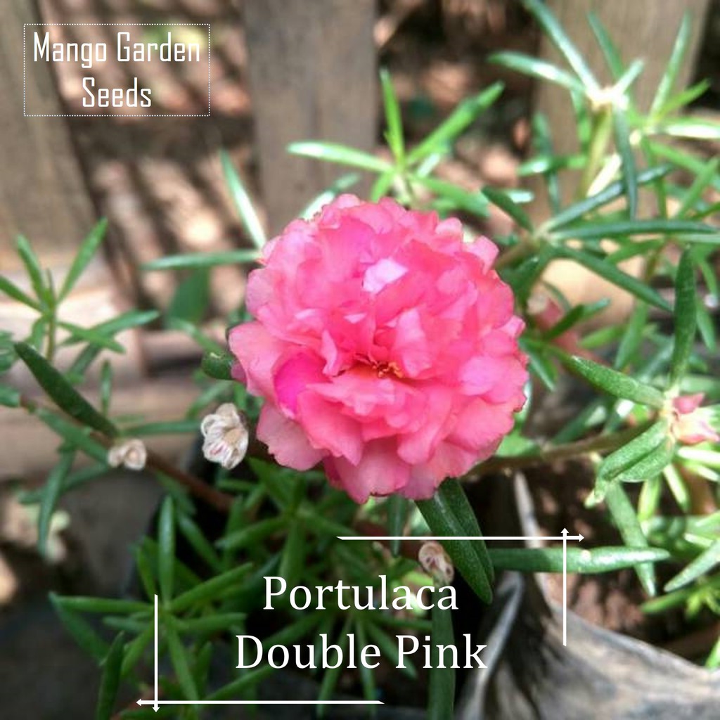 Double Portulaca Pink Flower Seeds - 100 Seed *Pot Friendly* - Moss ...