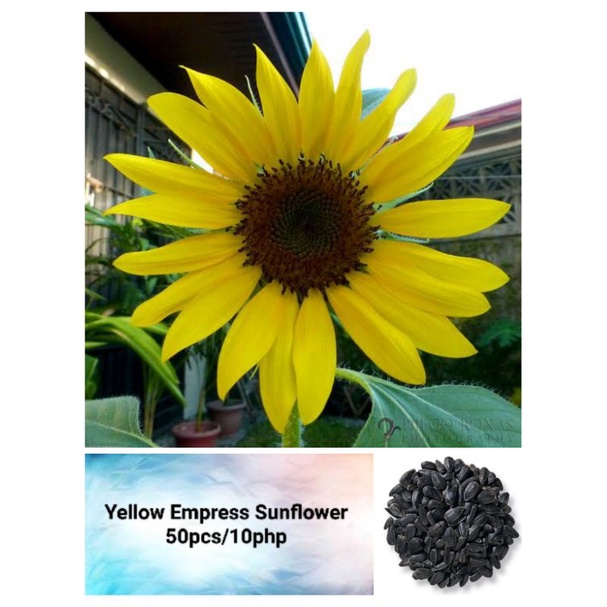 Sunflower "Yellow Empress" Seeds (50pcs) | Shopee Philippines