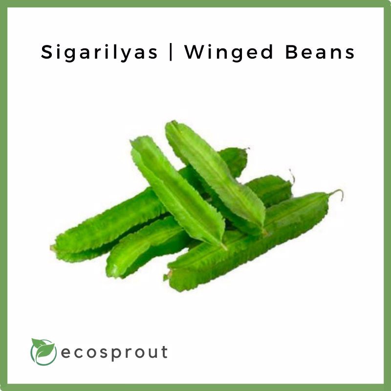Fresh Sigarilyas | Winged Beans | 250g | Fresh Vegetables | Fresh ...