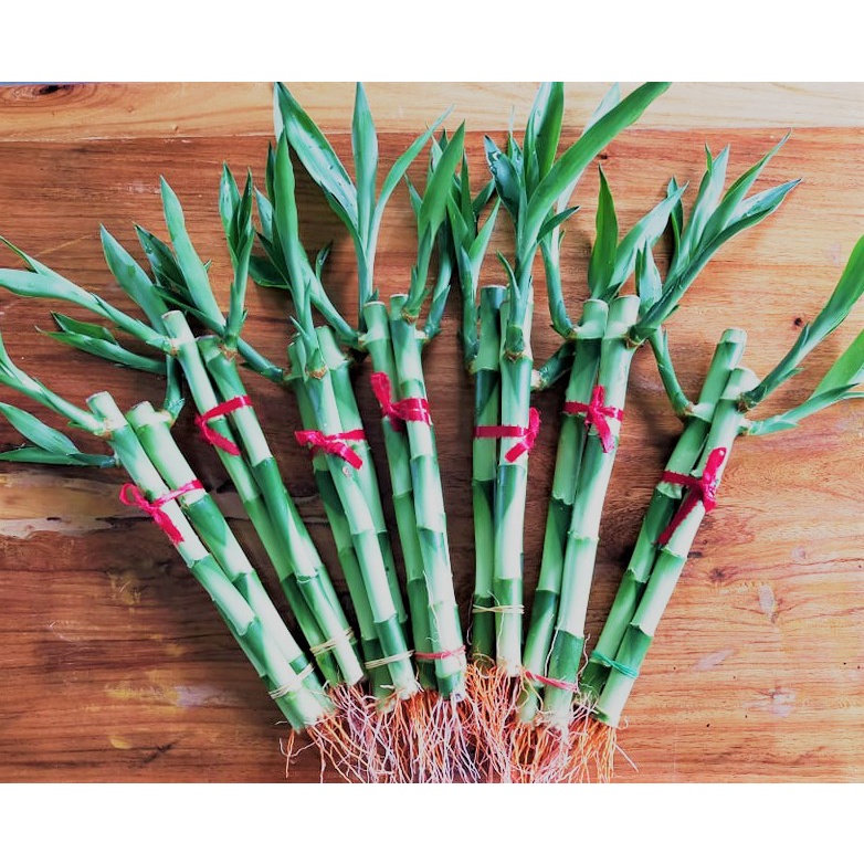3 STALK per Bundle of Lucky Bamboo MIDSIZE *Corporate souvenier* 10-11 ...