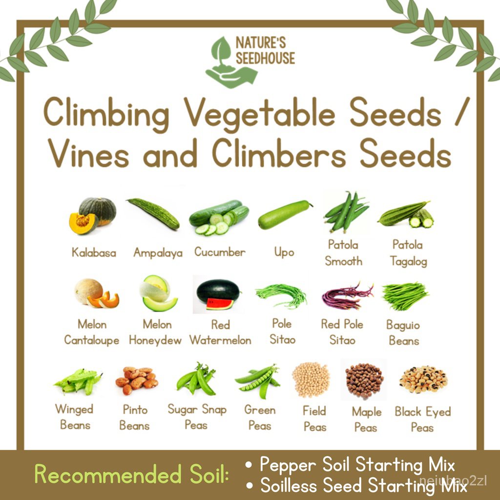 indoor plant seeds Climbing Vegetables Seed Collection / Vines and ...