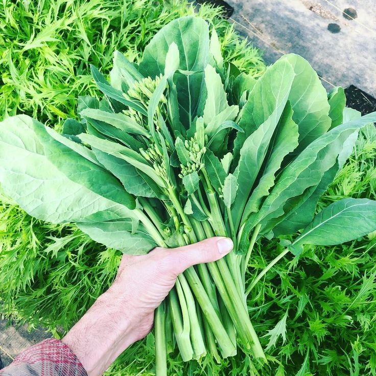 KALE / Chinese Kale 100seeds leafy vegetable seeds gardening | Shopee ...