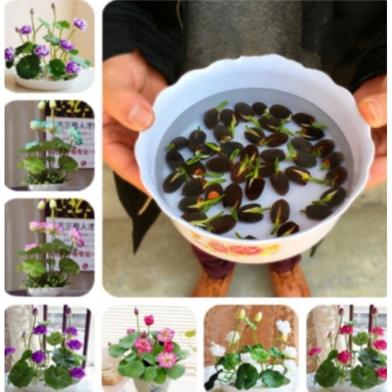 lotus seeds 10 pcs per pack rare lotus variety | Shopee Philippines