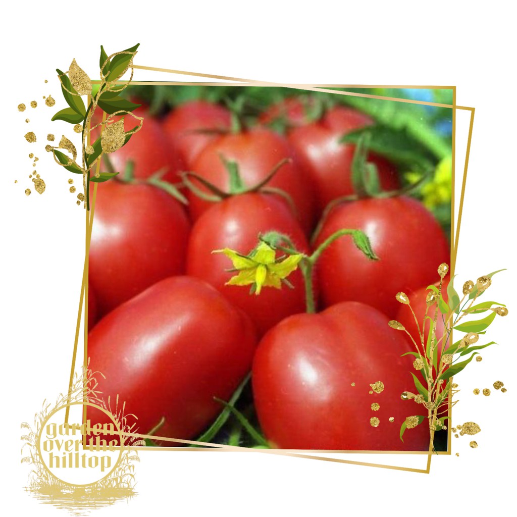 sweet tomato kamatis seeds | Shopee Philippines