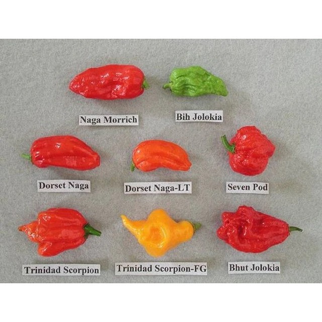 rare hot chili chilli peppers pepper mix seeds | Shopee Philippines