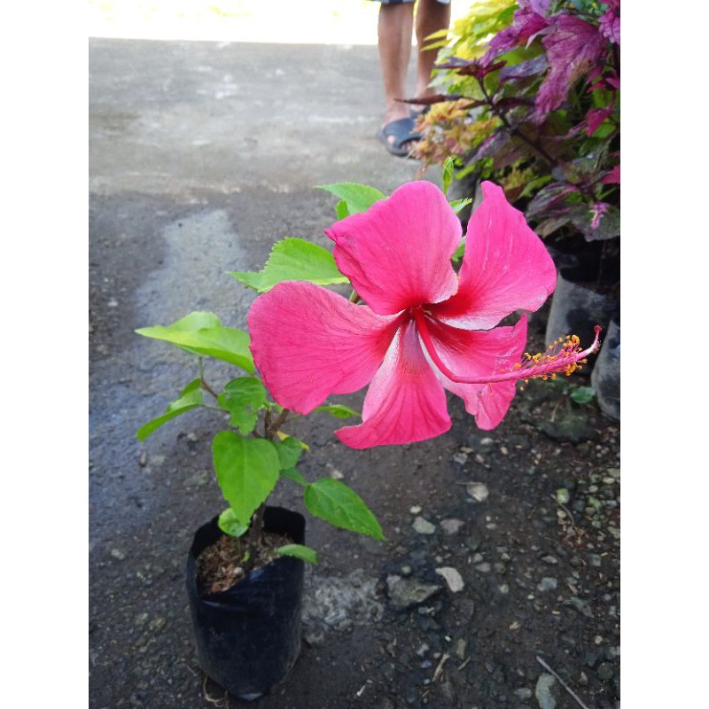 Gumamela Hibiscus rooted plants | Shopee Philippines