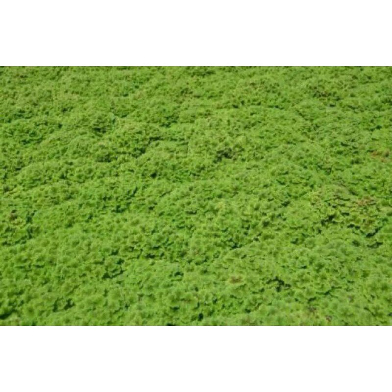 Azolla Duck Animal Feed 100 grams | Shopee Philippines