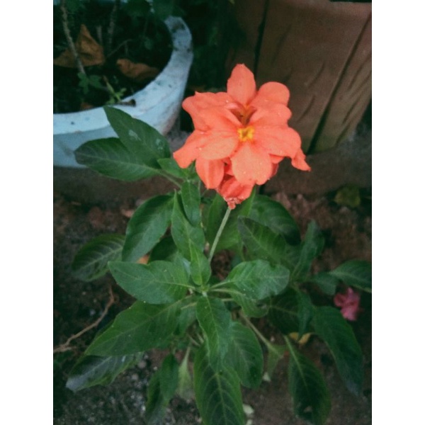Firecracker flower plant (Crossandra infundibuliformis) | Shopee ...