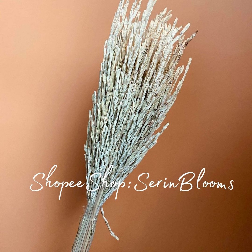 Local Dried Palay (sold per bundle) | Shopee Philippines