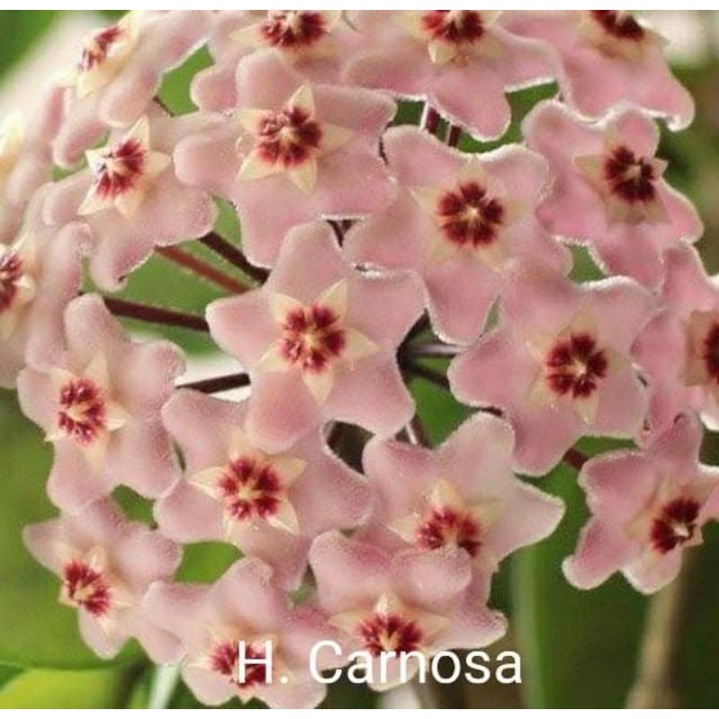 Hoya H. Carnosa. Limited hoya collection | Shopee Philippines