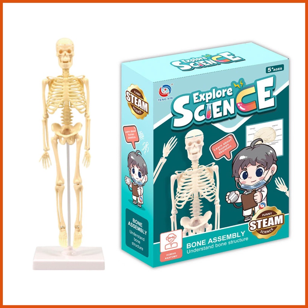 Mini Human Skeleton Model Miniature Skeleton with Movable Arms and Legs ...