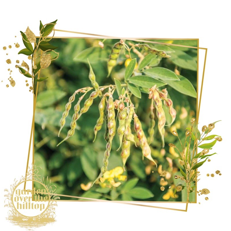 mabango fragrant pigeon pea/kadios/kadyos/kagyos/kardis seeds | Shopee ...