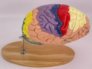 Top Brain Anatomy Model Removable Brain Anatomy Model Organs Teaching ...