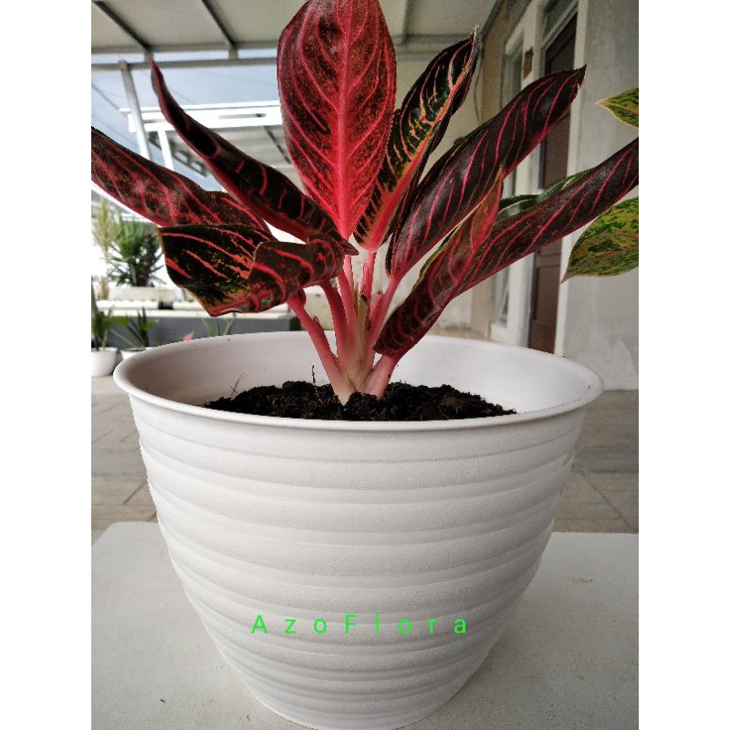 Thick Wasp Flower Pot Diameter 24 cm Ori Budi Jaya | Shopee Philippines