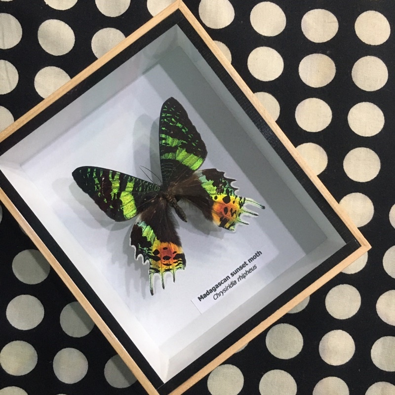 ++ Butterfly Staff In a real wood box, butterfly Madagascan sunset moth ...