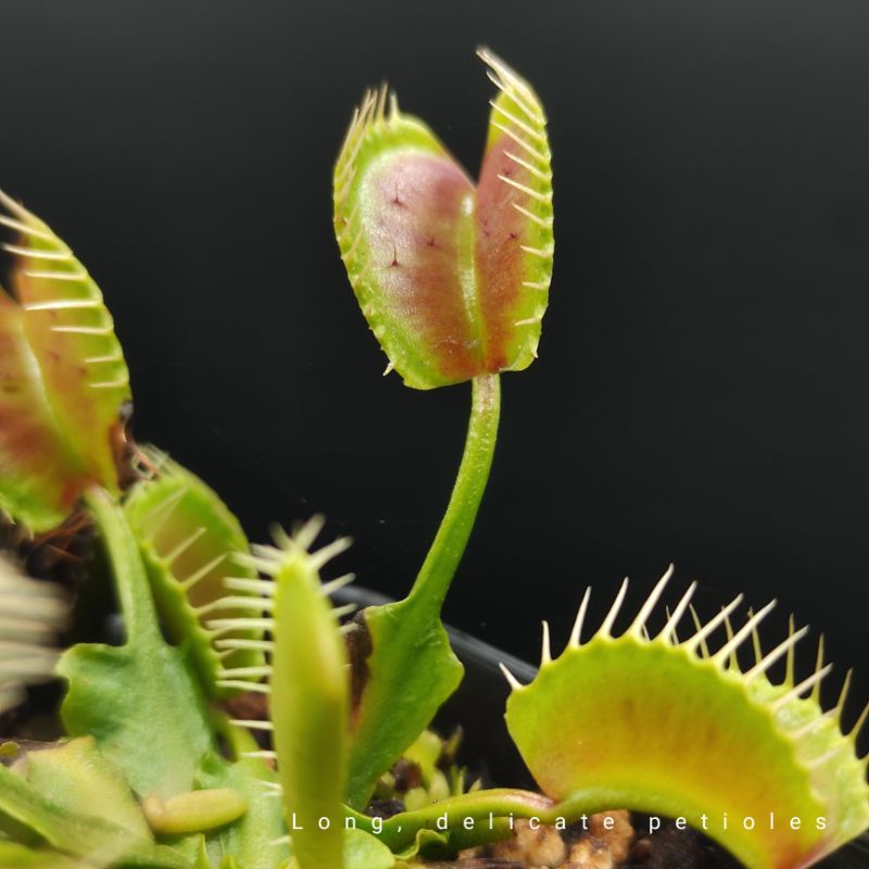 Venus Flytrap GJ Kayan | Shopee Philippines