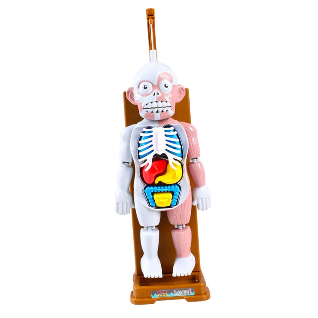 Scary Human Body Model Party Gags Play Pranks Puzzle Halloween Favors ...