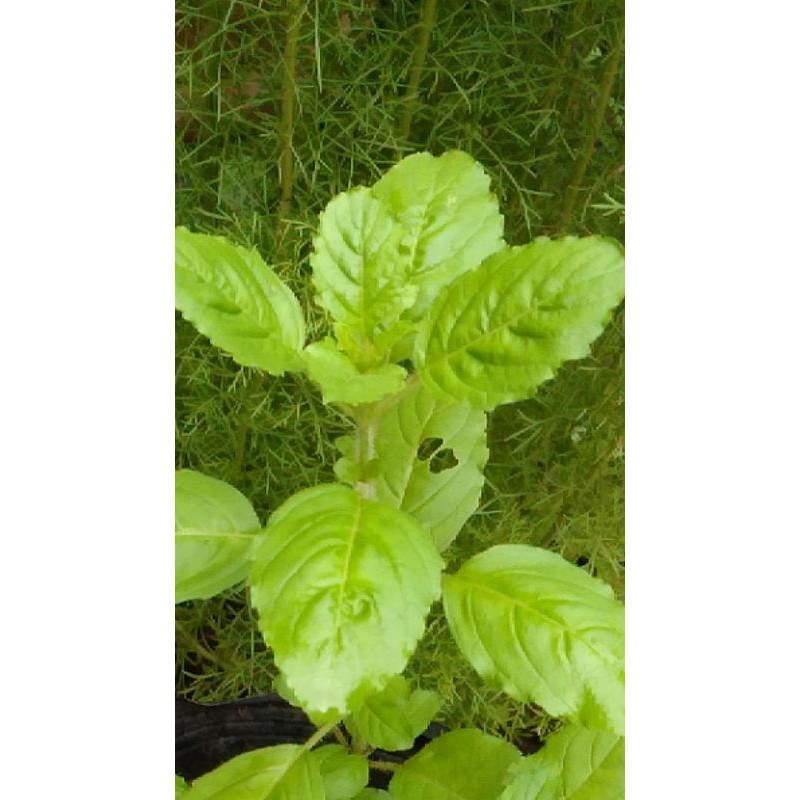 Holy Basil (Ocimum tenuiflorum), spice used in ThaiPieces, Thai salads ...