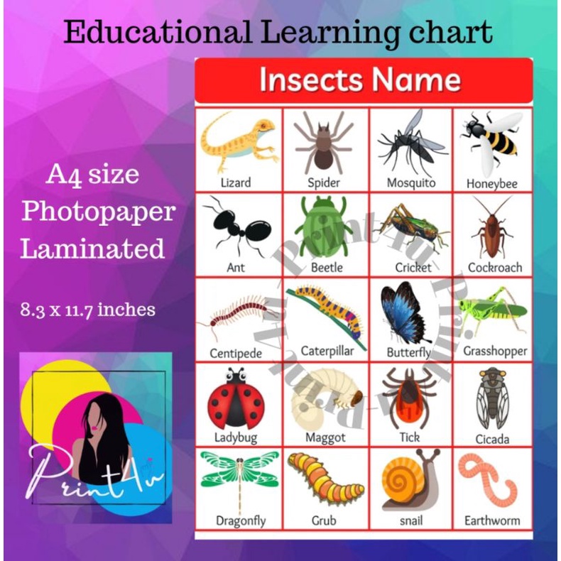 Insect name chart Laminated for kids Learning materials - A4 | Shopee ...