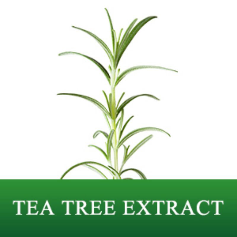 Tea Tree Extract (oil-soluble) | Shopee Philippines