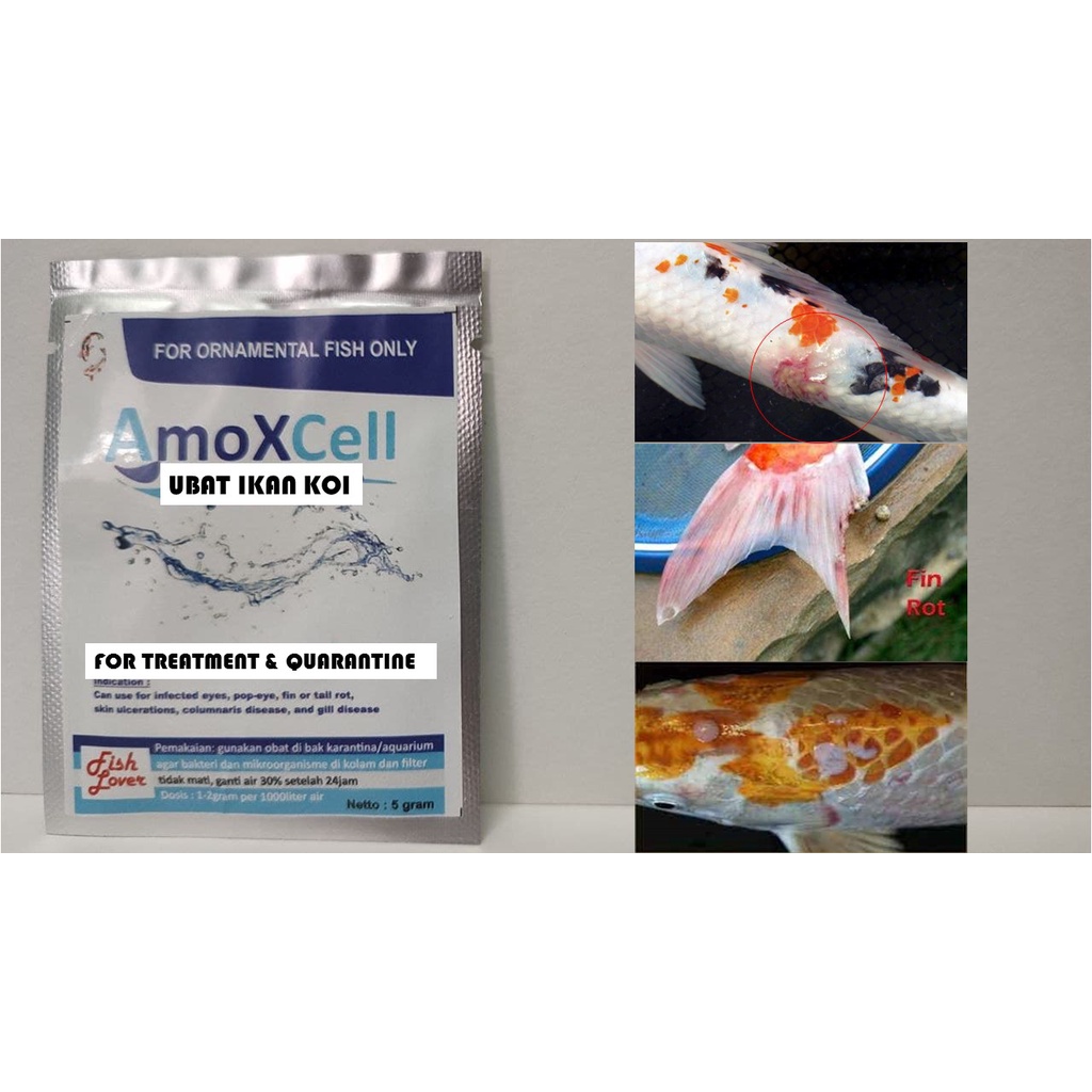 UBAT IKAN KOI AMOXCELL UNTUK JANGKITAN AEROMONAS, FIN AND TAIL ROT ...