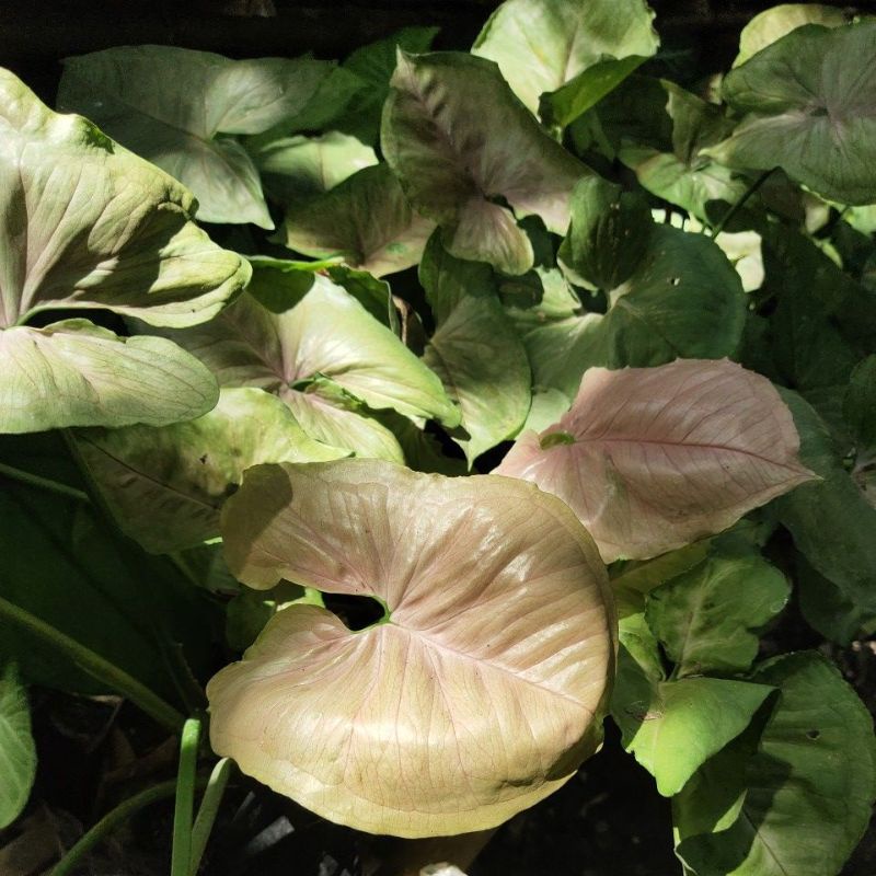 Syngonium Roxanne, Bold Allusion, Flower Decoration | Shopee Philippines