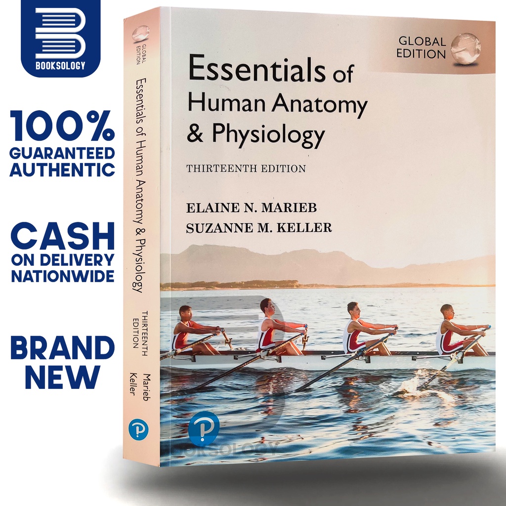 COLORED Essentials of HUMAN ANATOMY & PHYSIOLOGY Thirteenth Edition ...