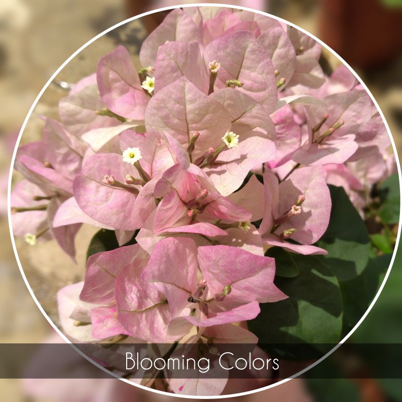 Green Leaf Bougainvillea Stem Cuttings (1 stem, no roots) | Shopee ...