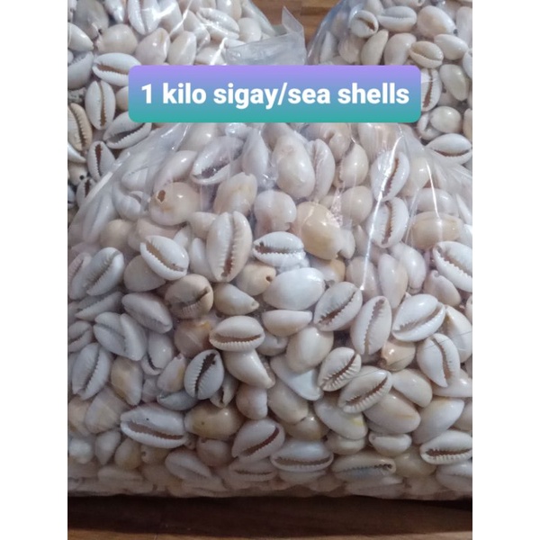 SIGAY/SEA SHELLS.... | Shopee Philippines
