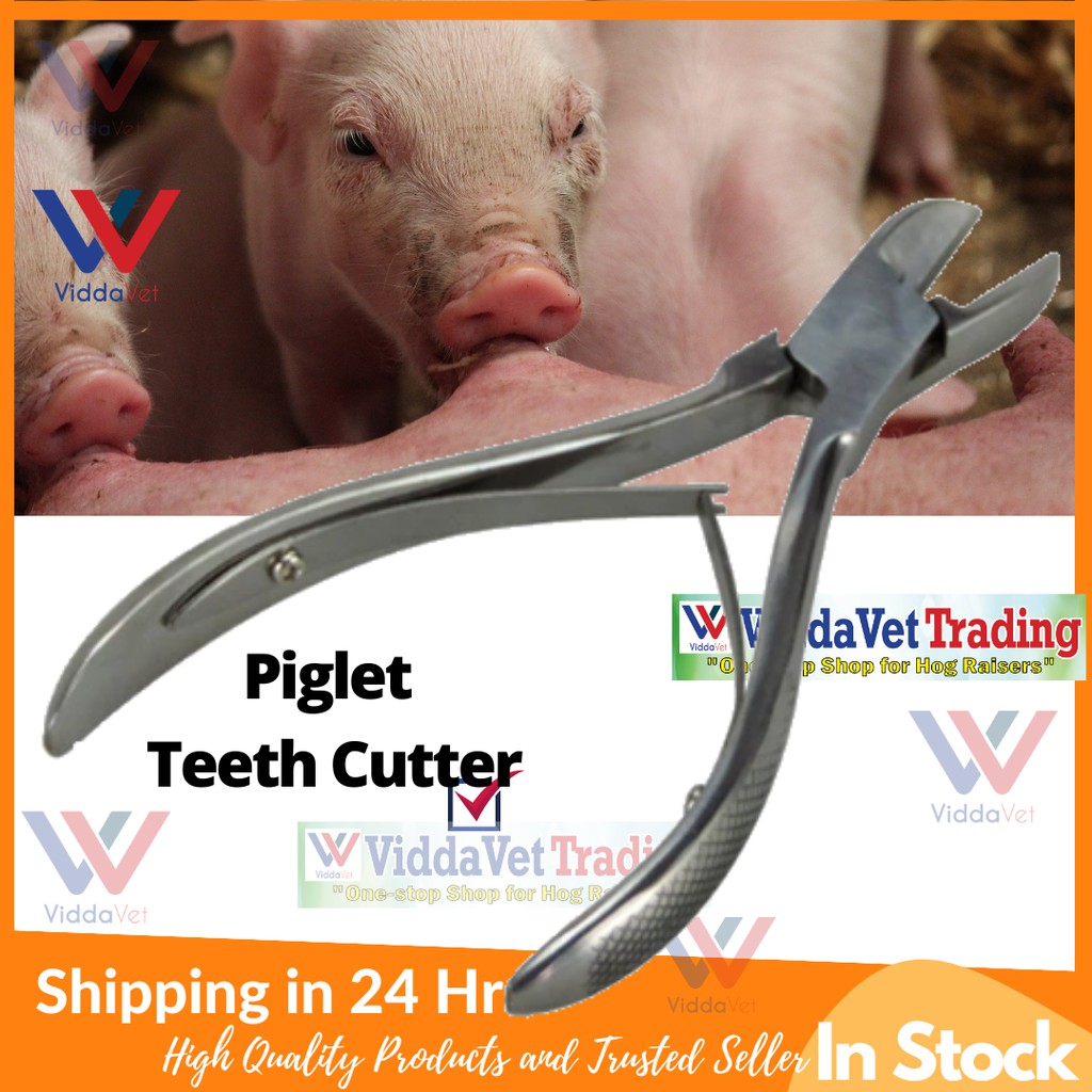 Piglet teeth cutter Piglet teeth nipper Stainless Steel pamputol o ...