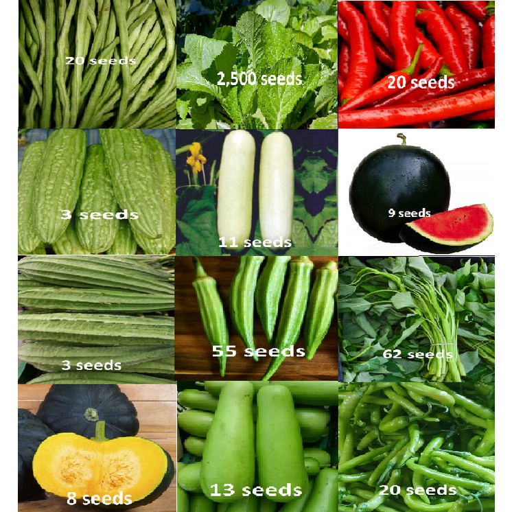 CONDOR seeds Php30 per pack - sitaw mustasa sili ampalaya cucumber ...