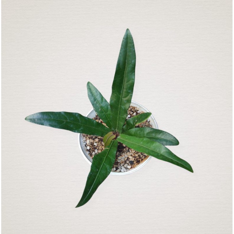 Anthurium Black scorpion | Shopee Philippines