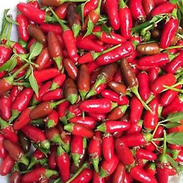 Mini Native Labuyo Pepper Seeds Chili Pepper Seeds for Home Gardens Non ...