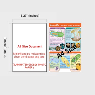 MICROLIFE BACTERIA FUNGI & PROTISTS POSTERS CHARTS I ALL ABOUT SCIENCE ...