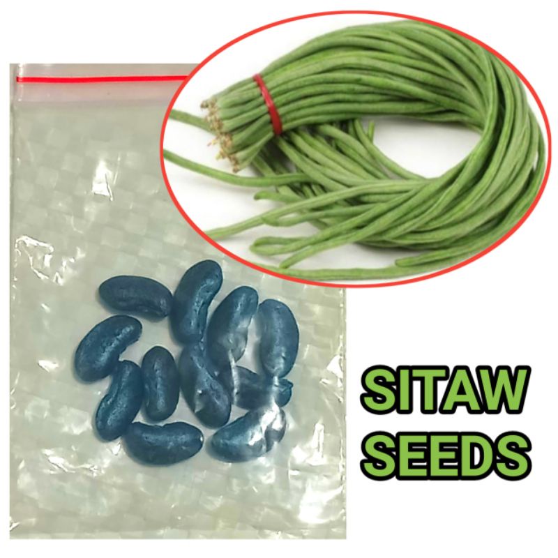 Sitaw Seeds 1 Pouch =10 Seeds | Shopee Philippines