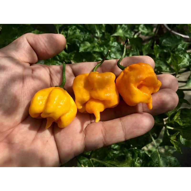 Carolina Reaper seeds 15pcs at iba pa. | Shopee Philippines