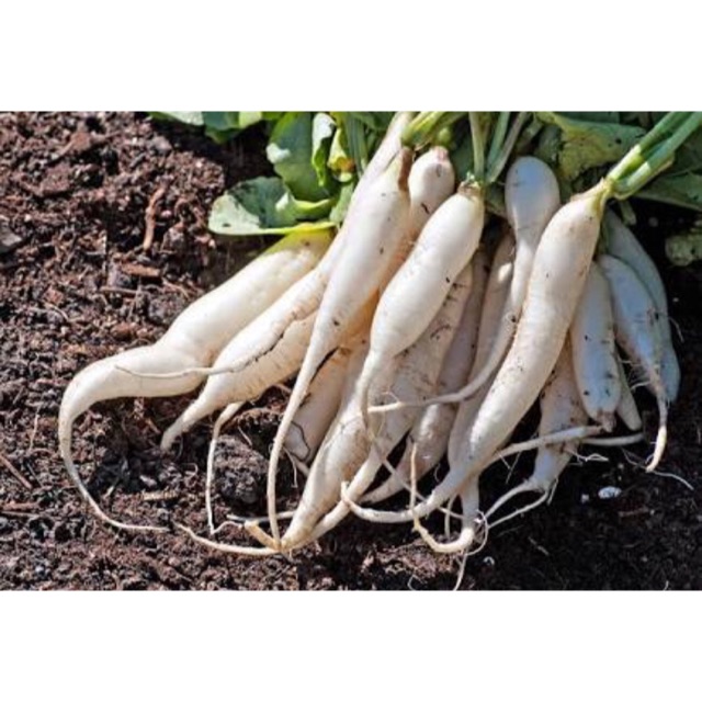 Radish Seeds / Labanos Seeds / Vegetable Seeds | Shopee Philippines