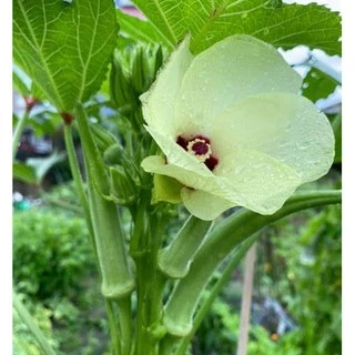 Shop okra seed for Sale on Shopee Philippines