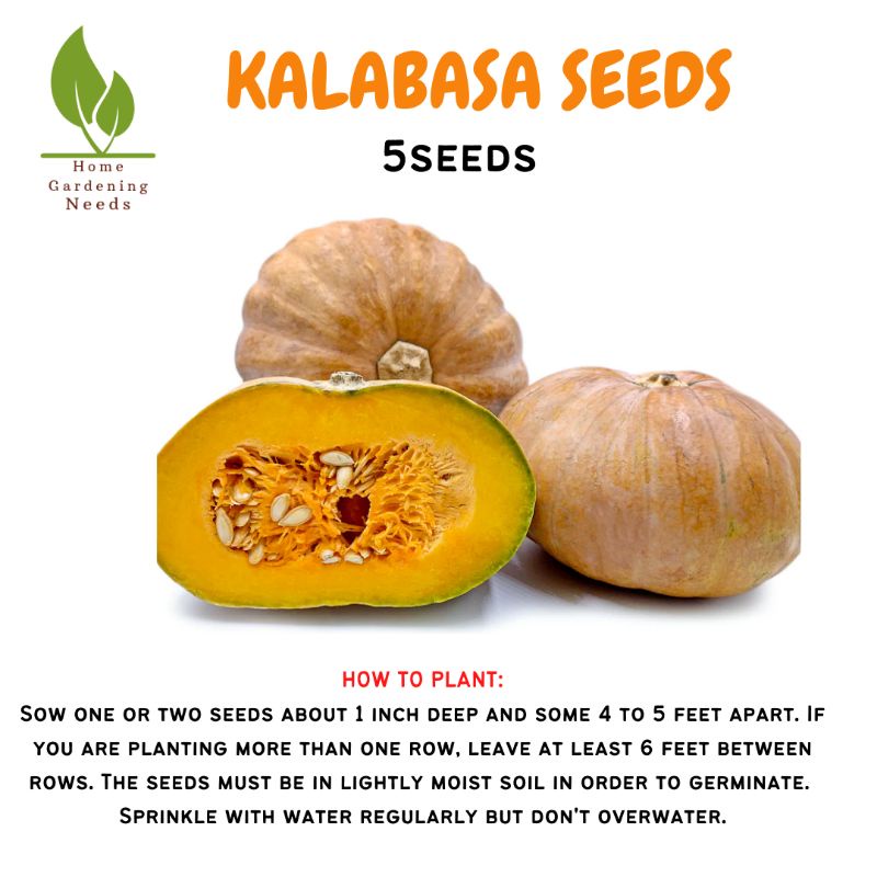 KALABASA SEEDS (5pcs) | Shopee Philippines