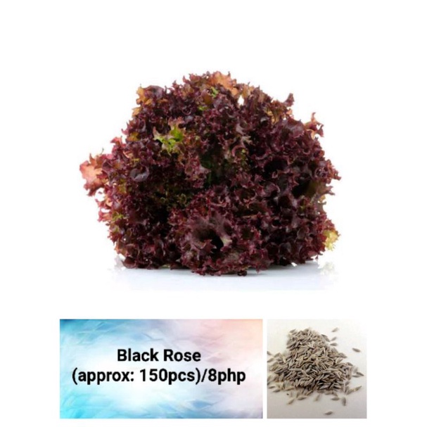 Lettuce Black Rose Seeds (approx: 150pcs) | Shopee Philippines