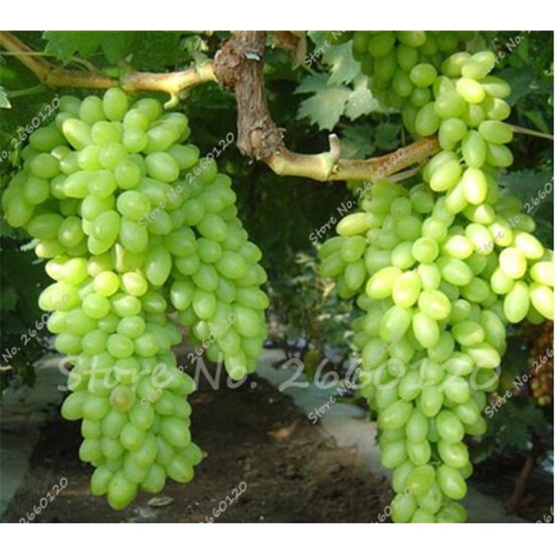 ! 10 Pcs Rare Green Finger Grape Seeds Fruit Tree Seeds Natural Growth Grape Delicious Home ...