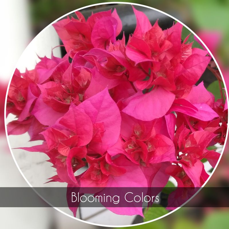 MAHARA (36 Petals) Bougainvillea Stem Cuttings (1 stem, no roots ...