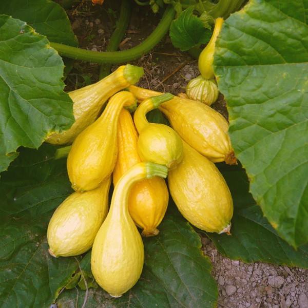 Squash Seeds - Early Crookneck Squash Seeds - Rare Squash Seeds ...